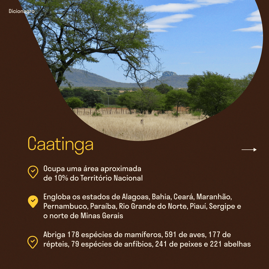 Amazônia, Caatinga, Cerrado... Conheça os biomas que formam o Brasil ...